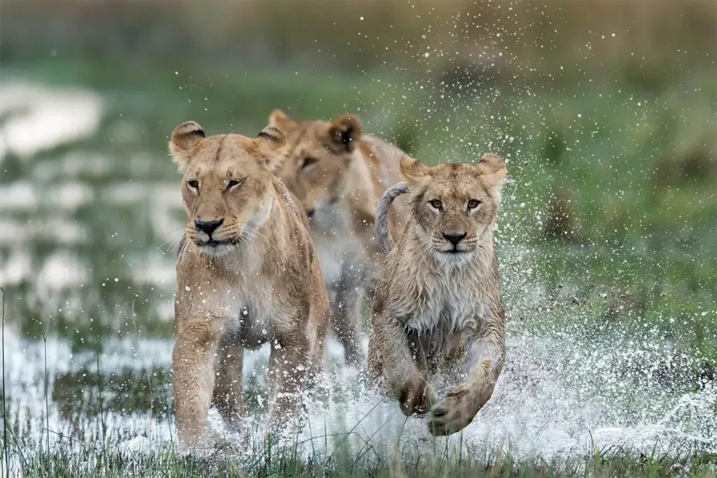 Lake Manyara Tanzania Destination