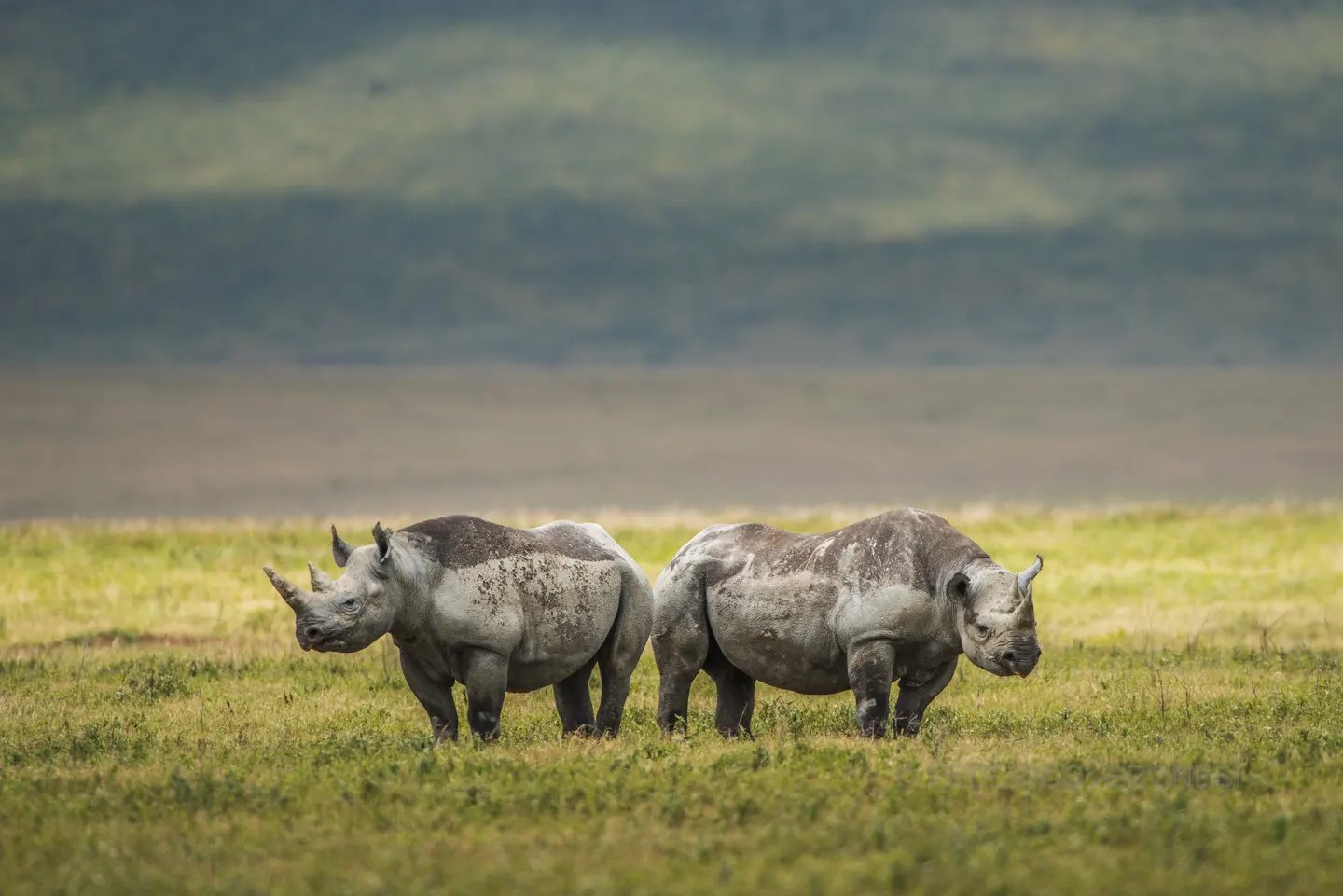 Ngorongoro Conservation Area- Tanzania